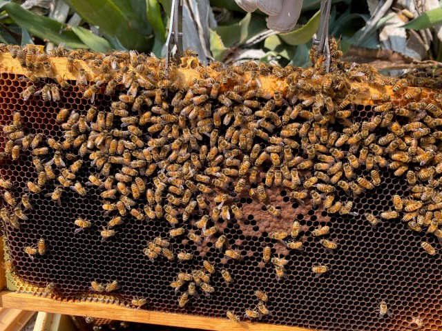 Mind Your Beeswax | In Pursuit of Medieval Excellence